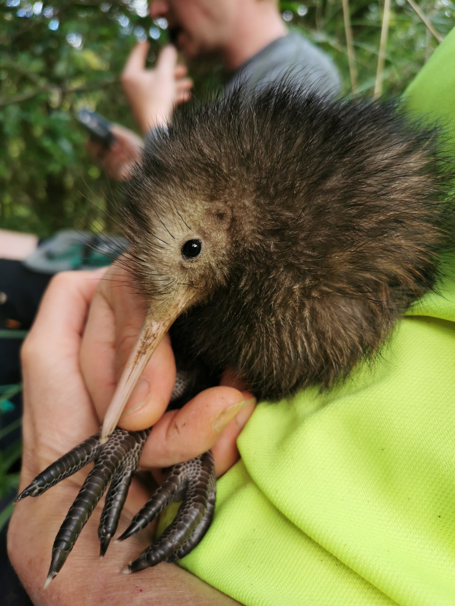Pataua Kiwi Chick High Survival Rates – Kiwi Coast